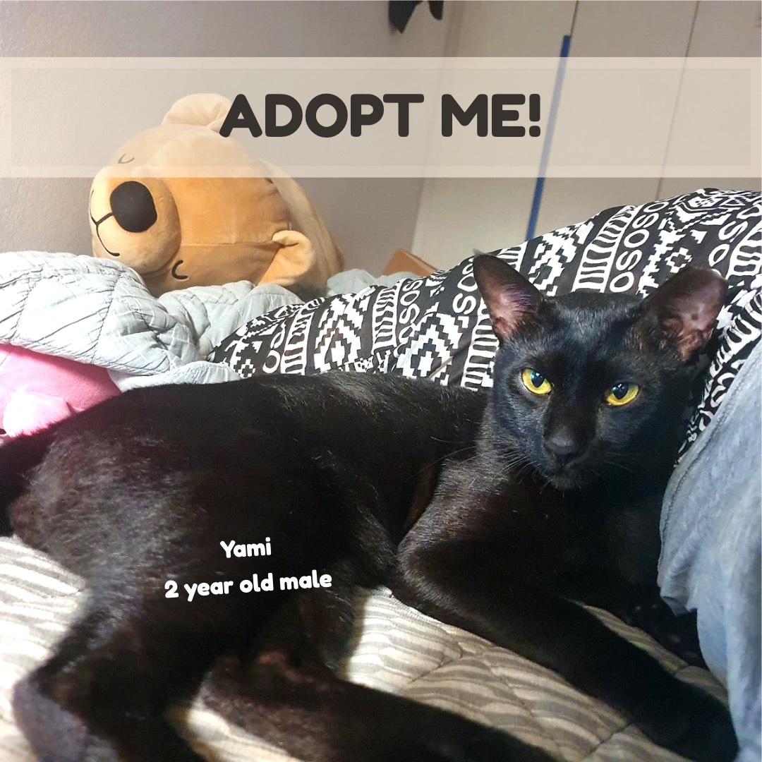 Adoption_Notice_updated_1 – cat welfare society