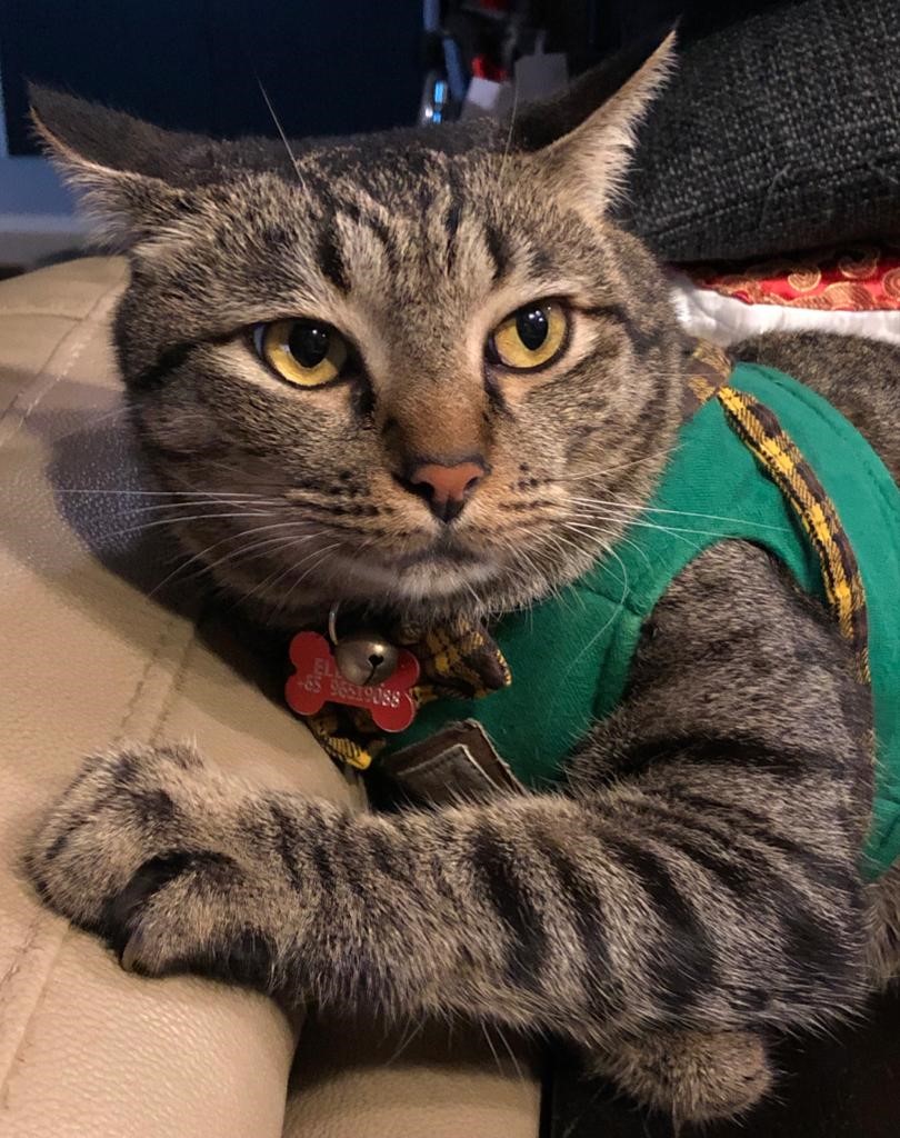 JJ – cat welfare society
