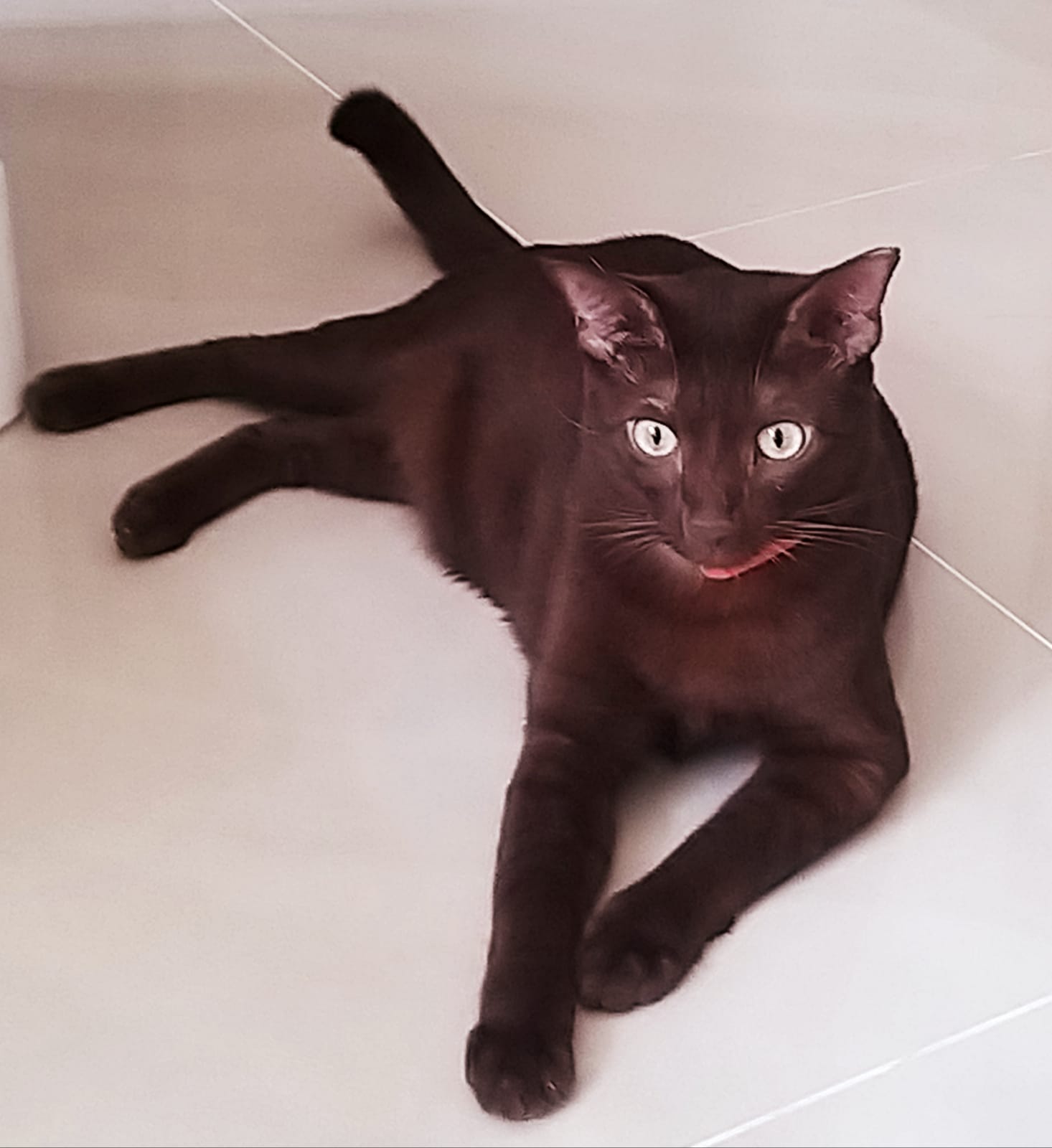 Royce – cat welfare society