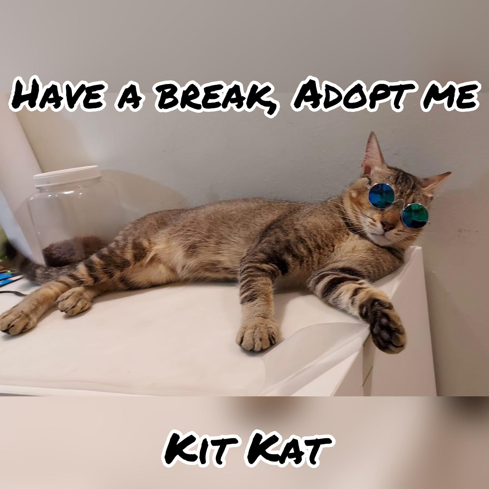 Kit Kat.5 – cat welfare society