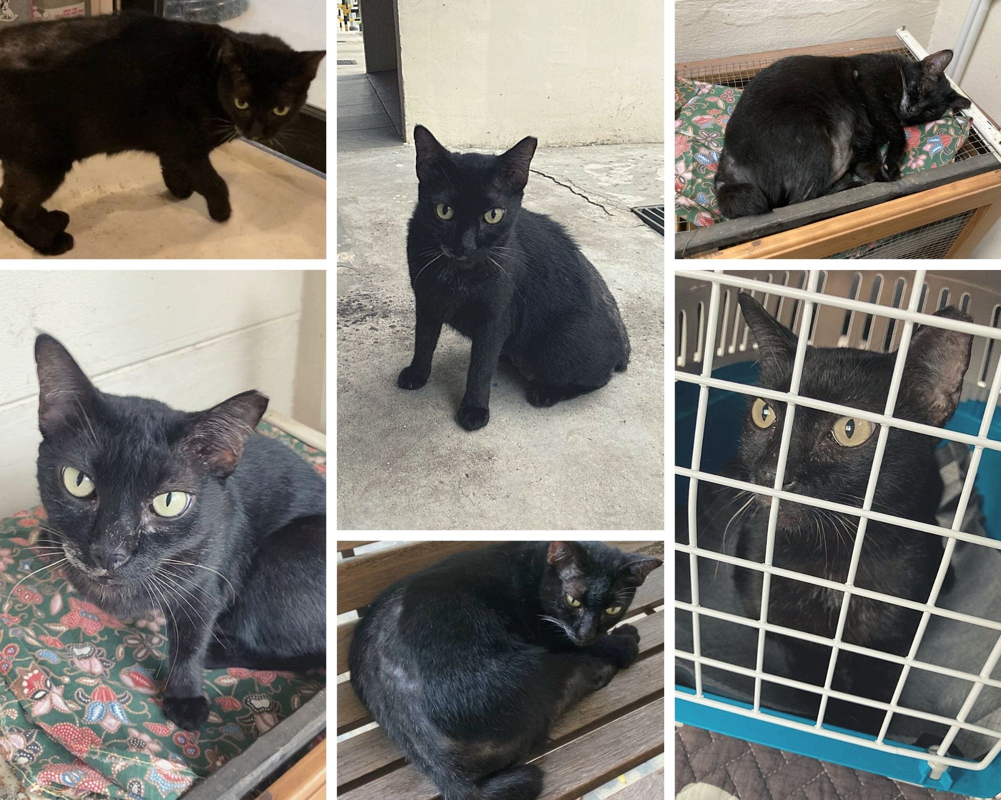 black cat collage – cat welfare society