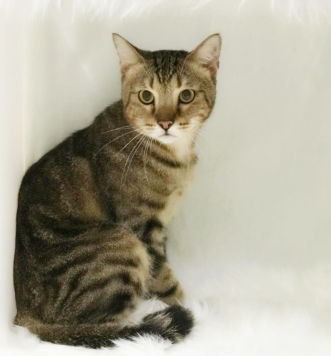 kendo cws – cat welfare society