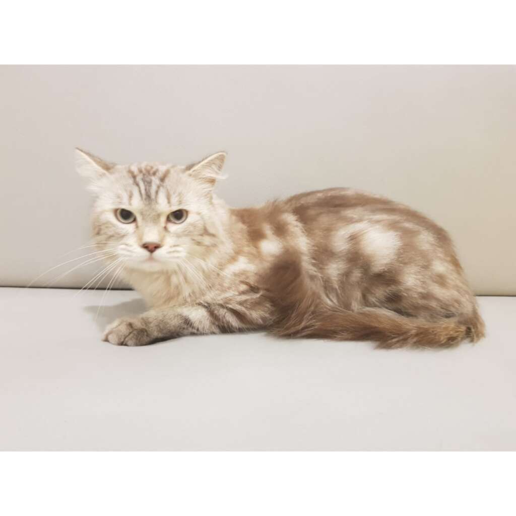 muji2 cws – cat welfare society