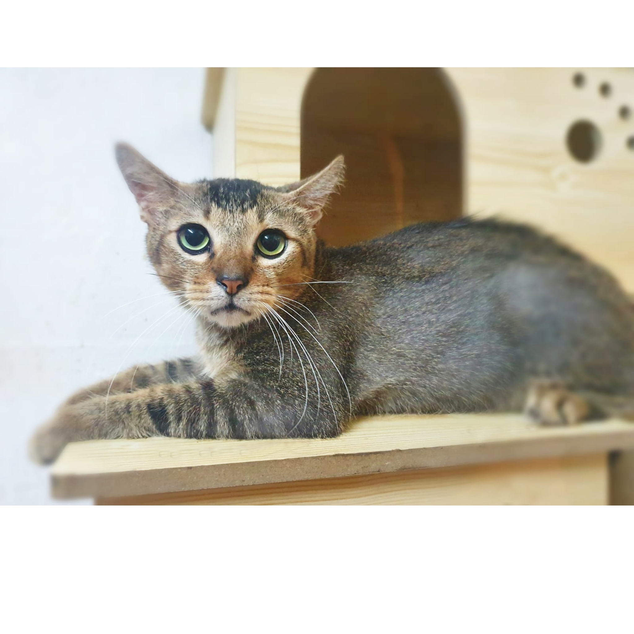 cooper cws – cat welfare society