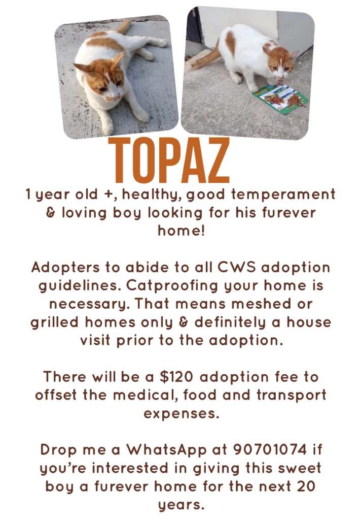 Cat Adoption Board – Page 8 – cat welfare society