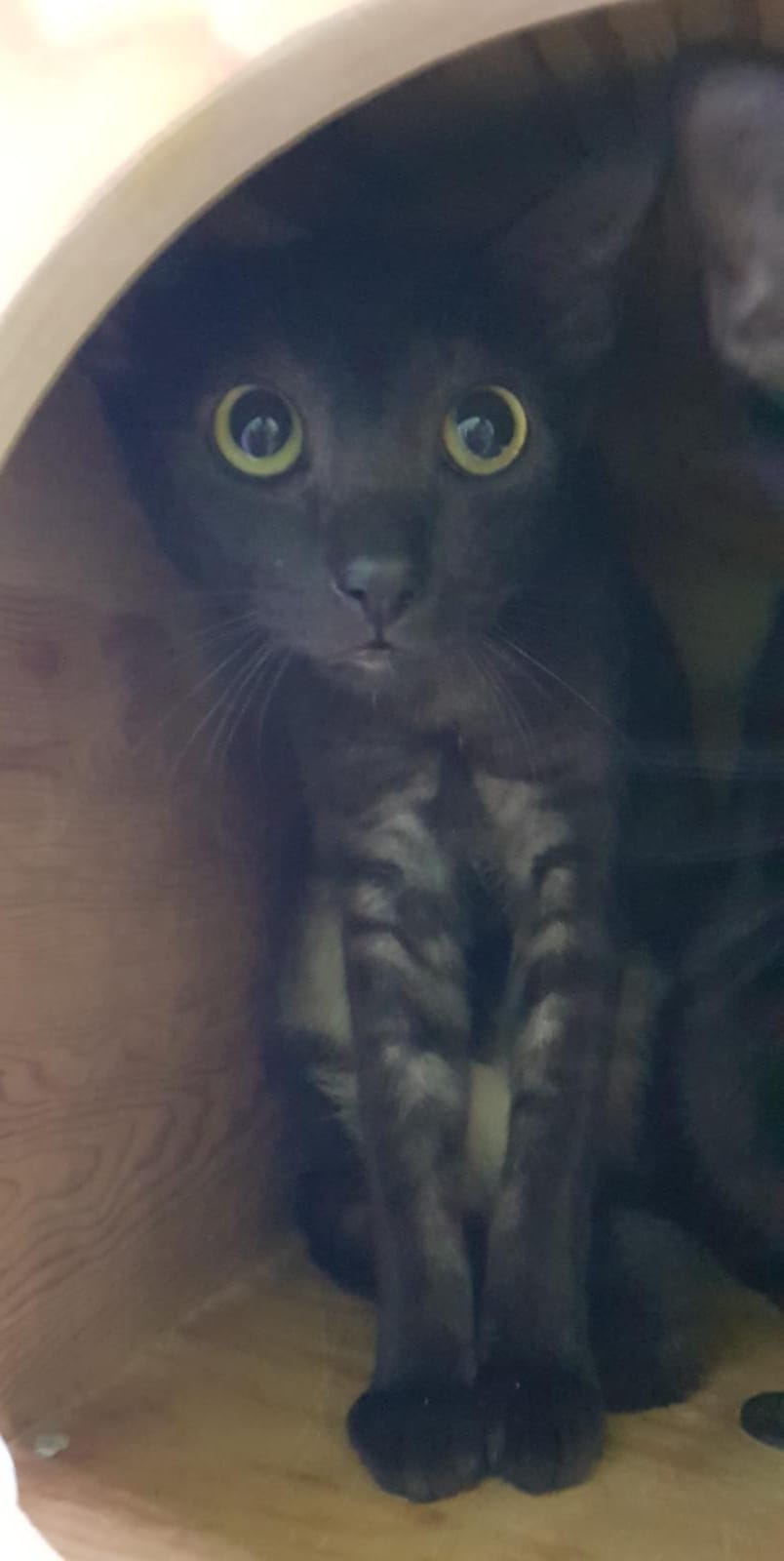 Girl- 8 months old – cat welfare society
