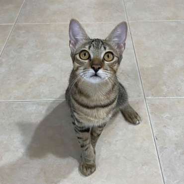 Mila – cat welfare society