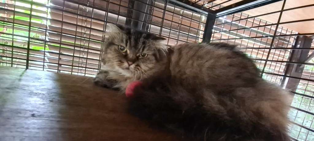 Misty – cat welfare society
