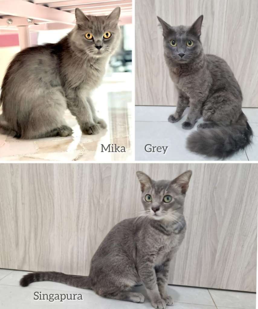 Cat Adoption Board – cat welfare society