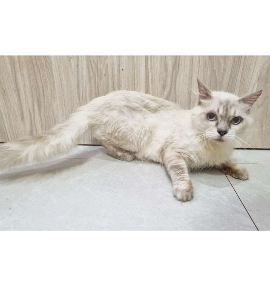 Cat Adoption Board – cat welfare society