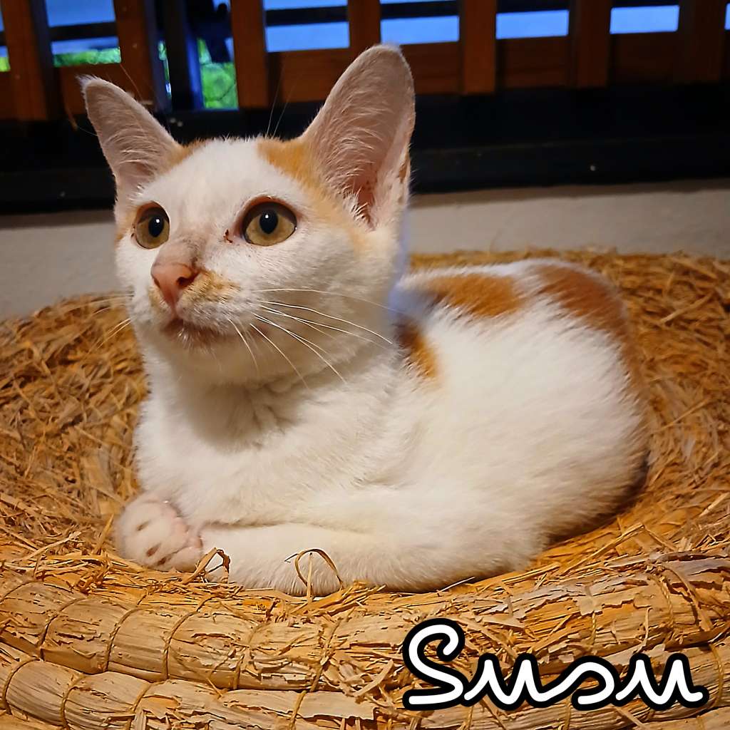 Cat Adoption Board – cat welfare society