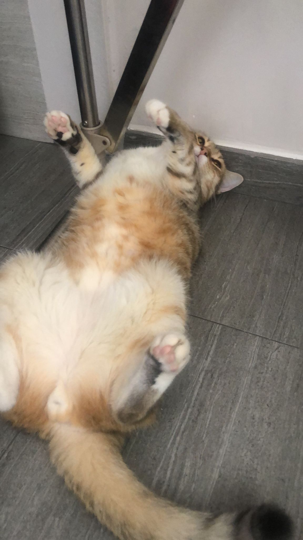 Milo 3 – cat welfare society