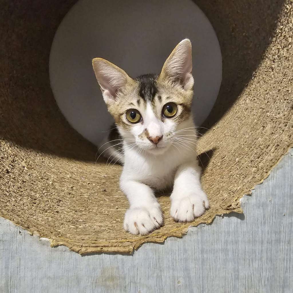 Adopt – cat welfare society