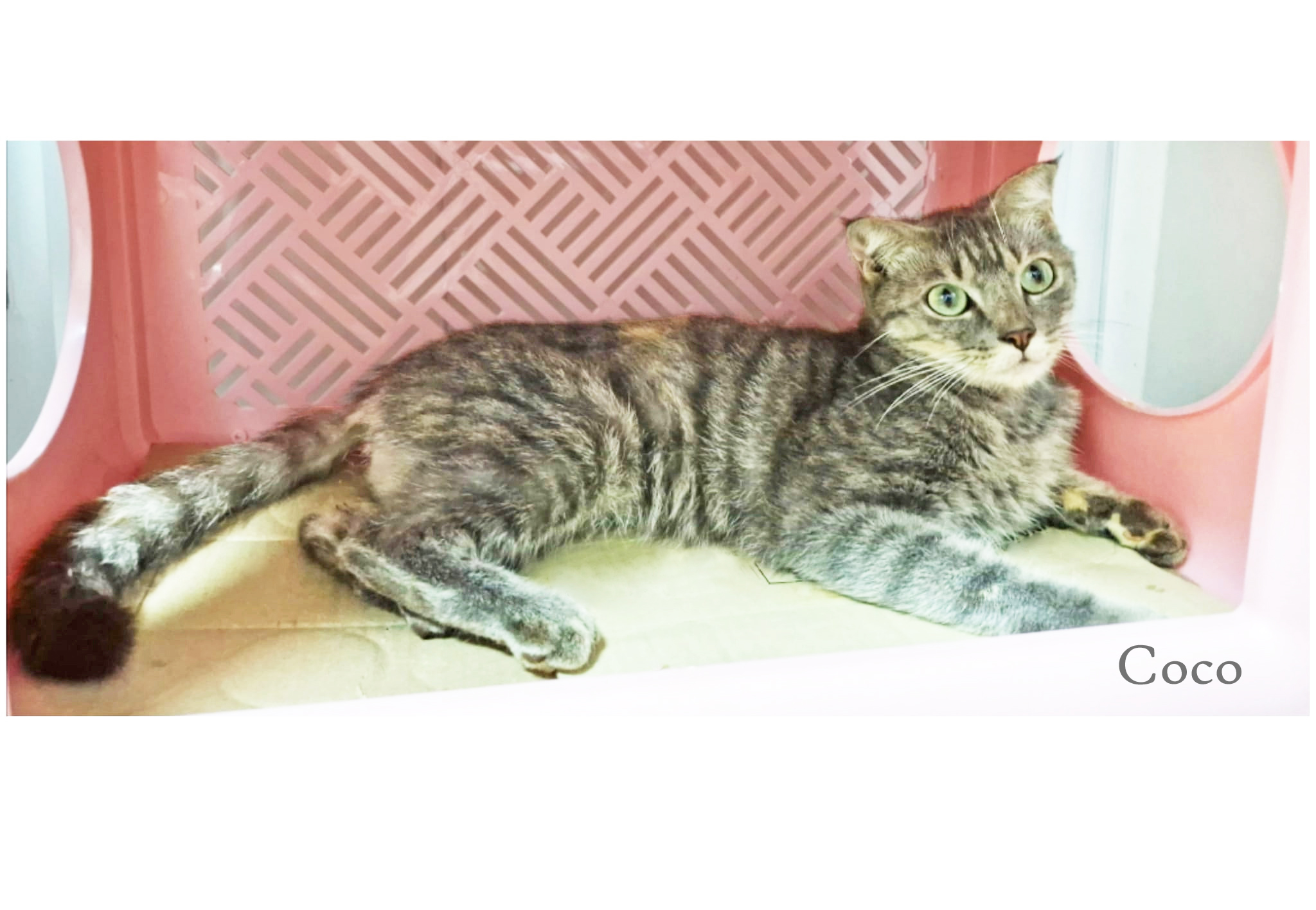 Coco2 cws – cat welfare society